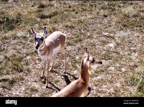 Two Blackbuck Antelope At The Columbus Zoo Facing Opposite Directions