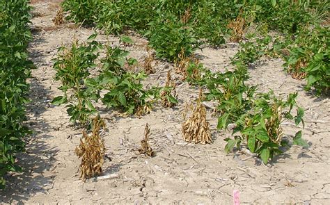 Soybean Disease Diagnostic Series Ndsu Agriculture