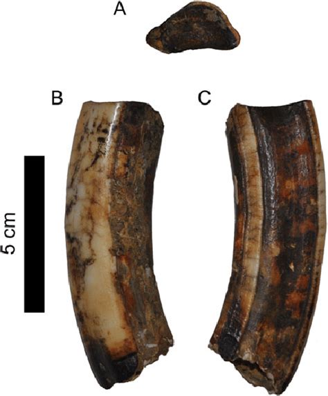 Fossil Tooth Of Toxodon The Enamel Layer Was Easily Removed From The Download Scientific Fossil Tooth Of Toxodon The Enamel Layer Was Easily Removed From The Download Scientific
