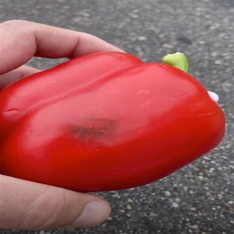 सब्जी बनाने के लिए शख्स ने खरीदे लाल लाल शिमलामिर्च फाड़ते ही अंदर से निकली घिनौनी चीज