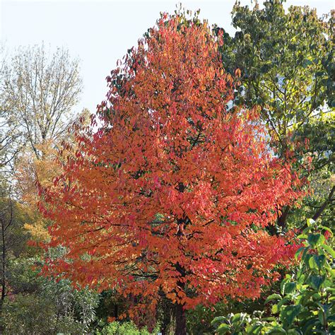 The Worlds Fastest Growing Tree