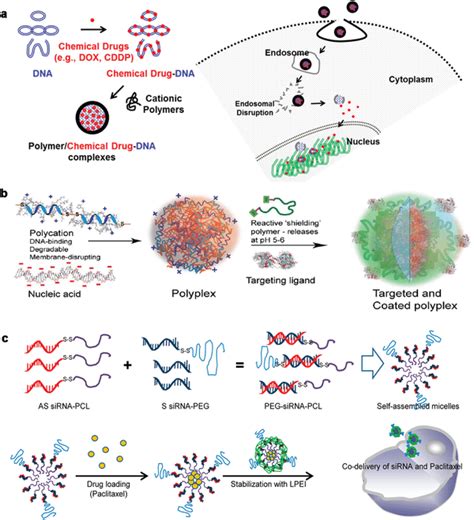 The Interaction Of Nucleic Acids To Chemical Molecules And Polymers A Download High