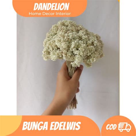 Jual Bunga Edelwis Original Shopee Indonesia