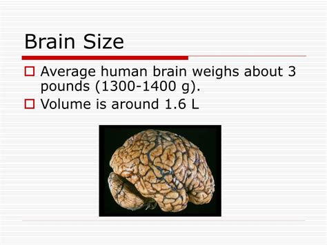 Ppt The Brain Powerpoint Presentation Free Download Id1821958