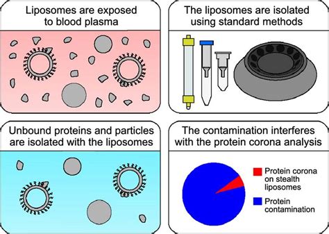 Liposomal Protein Isolation Creative Biostructure