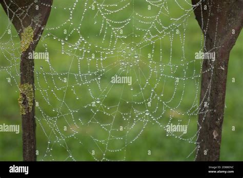 Rain Drops On The Spider Web On A Green Background The Spider Web Is
