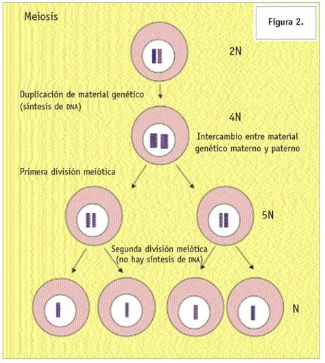 Hablemos De Sexo La Determinación Sexual En Los Mamíferos