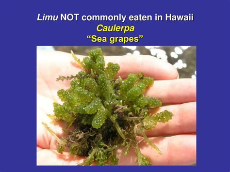 Ppt Got Limu Uses For Algae In Hawaii And Beyond Powerpoint Presentation Id150473
