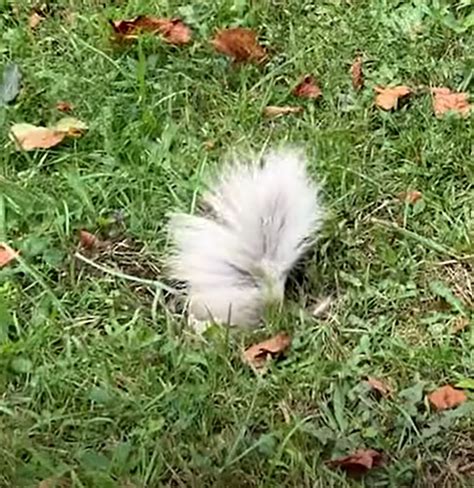 Daughter Sees Skunk Plummet Into Subterranean Pipe And Gets Dad To Help Her Get Him Out