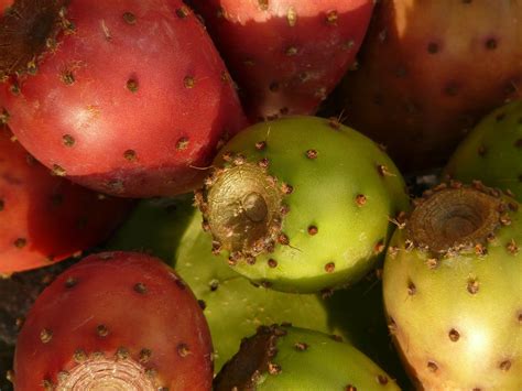 La Tuna Fruit At David Dicken Blog