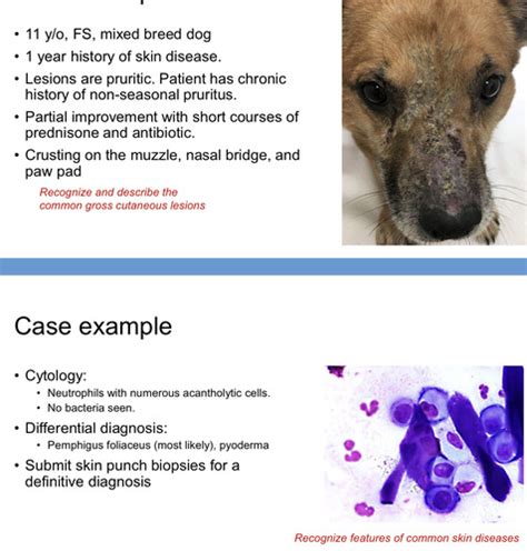 Systemic Pathology Pathology Of Integumentary System Exam 2