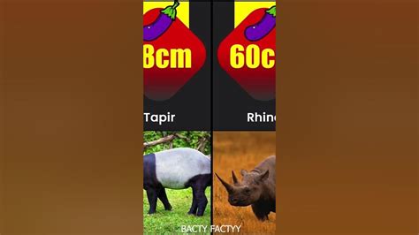 Animals With The Biggest Penis In The World 🐯🍆 Animalfacts Penis