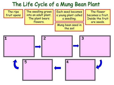 Ppt The Life Cycle Of A Mung Bean Plant Powerpoint Presentation Free
