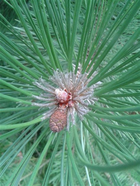Identifying A 2 Needle Pine