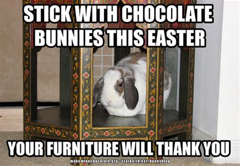 Rabbit Activism The Life And Times Of Bunnies