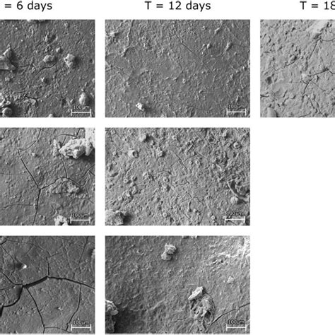 Morphological Surface Representation Of Biodegradable Packaging Made Of Download Scientific