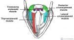 Lateral Cricoarytenoid Larynx Action Teachmeanatomy