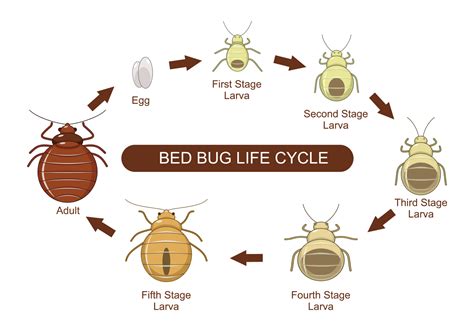 Bed Bug Life Cycle Vector 132508 Vector Art At Vecteezy