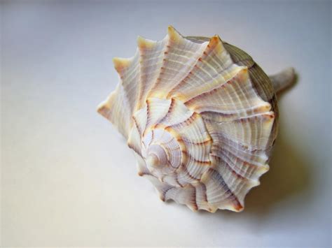 Spiral Shell Seashell Free Photo On Pixabay Pixabay