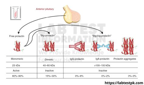 Macroprolactin Test