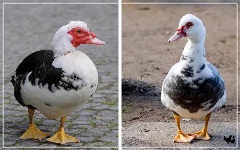 meloxicam for ducks dosage benefits and risks learnpoultry