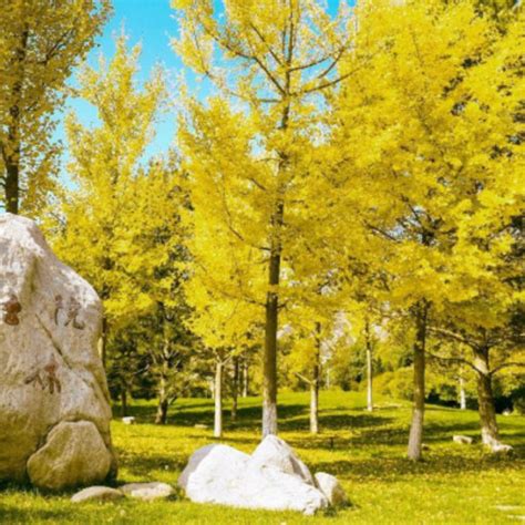 Junfang Li Lanzhou University Lanzhou Lzu Research Profile