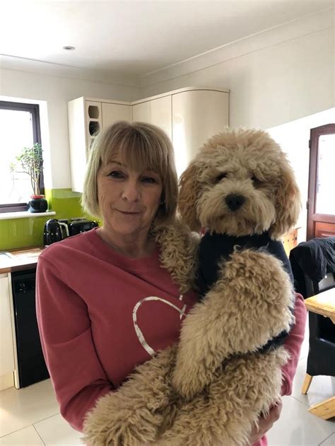 Adorable Cockapoo Teddy Bear Cockapoo Sitting Cockapoo Apricot Cute