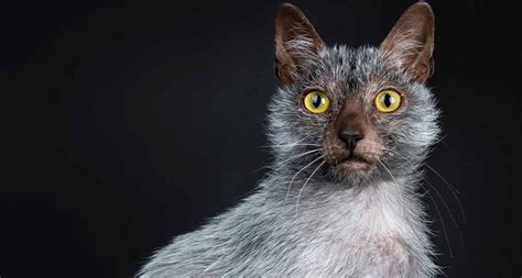Cool Cat Breeds