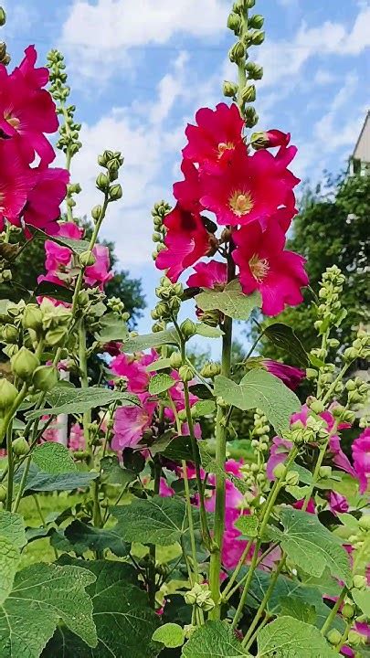 Сорняк но Красиво😉 Youtube