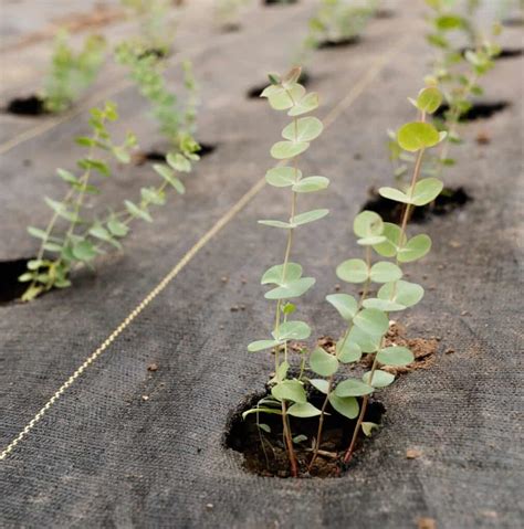 Plants That Repel Wasps Beekeeping 101