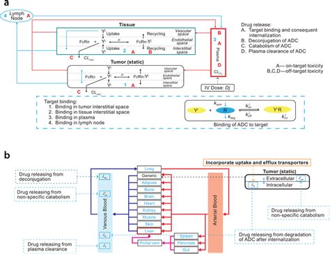 Schematic Of A Simcyp Simulator Adc Module B Linked To Full Pbpk Download Scientific