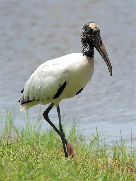 Wood Stork Ebirdr