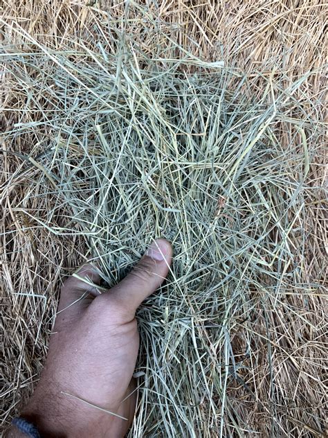 Grass Seed Hay Roll At Elias Mcdonald Blog