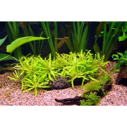 Layout 16 Planted Aquarium Kit — 128l Easy Aqua Essentials
