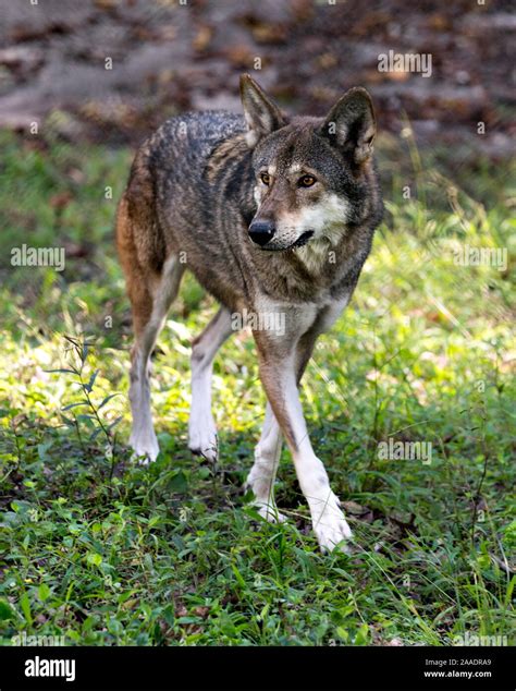 Red Wolf With Green Eyes