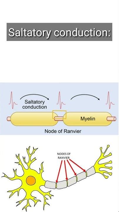 Saltatory Conduction What Is Saltatory Conduction Basic Concept