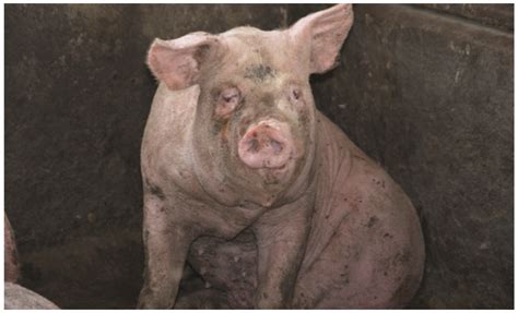 Pasteurella Multocida In Pigs