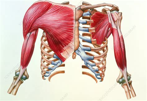 Artwork Of Skeleton And Muscles Of Chest And Upper Arm Stock Image P150