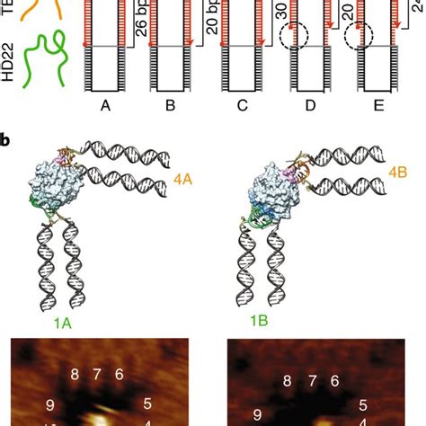 Binding Of Human Thrombin To Its Two Well Characterized Aptamers With