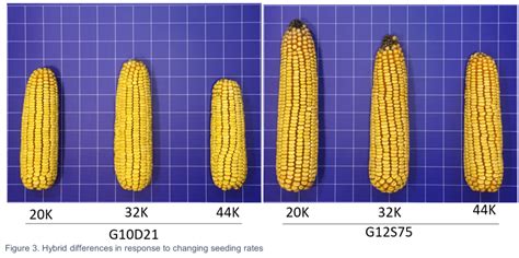 Seeding Rate Management To Optimize Corn Yields Golden Harvest