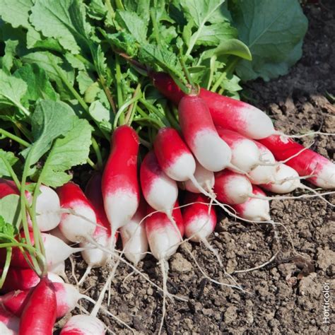 Graines De Radis Noir Gros Long Dhiver Potager Meilland Richardier