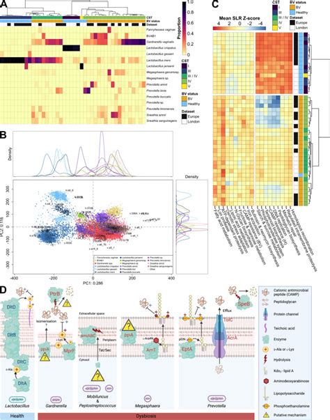 Vaginal Metatranscriptome Meta Analysis Reveals Functional Bv Subgroups