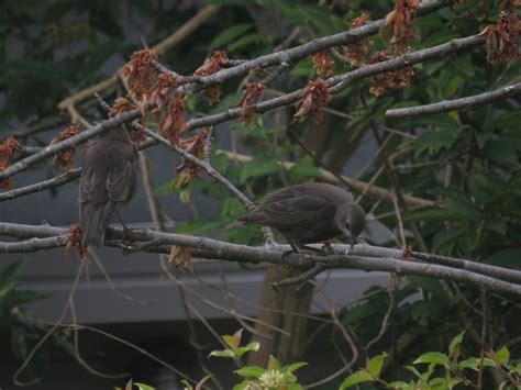 Babies Bug Woman Adventures In London
