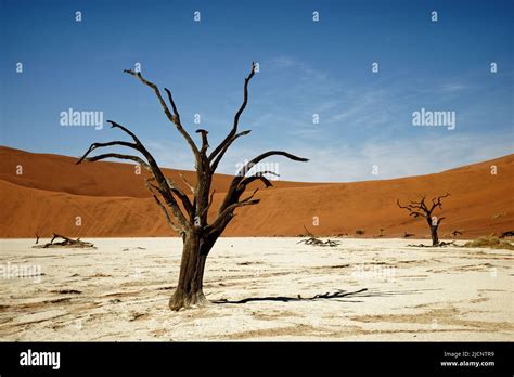 Deadvlei Namibia Surreal Landscape Of Dead Trees Namibia South West