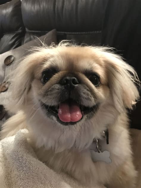 25 Hilarious Pics That Prove Pekingeses Are The Cutest Dogs Ever Artofit