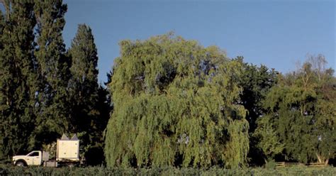 Noa Giniger Artworks For Sale And More Artsy