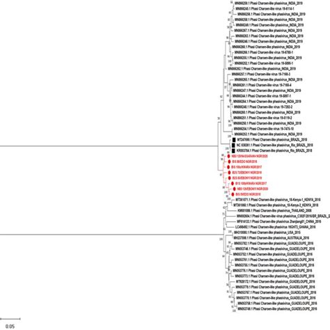 Maximum Likelihood Phylogenetic Tree Showing Evolutionary Relationship