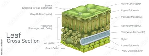 Cross Section Of A Leaf Vector Micro Level Parts Of Leaf Botany And