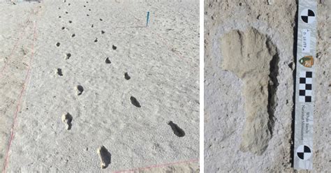 Researchers Discover Fossilized Footprints Of First Humans In North