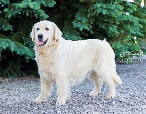 كلاب جولدن ريتريفر البيضاء تعرف عليها في قطر مستعمل وجديد